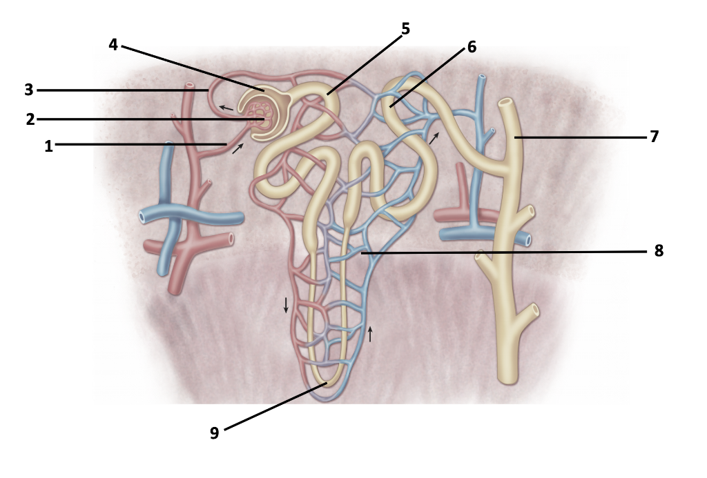 Solved Label the structures of the nephron indicated by the | Chegg.com