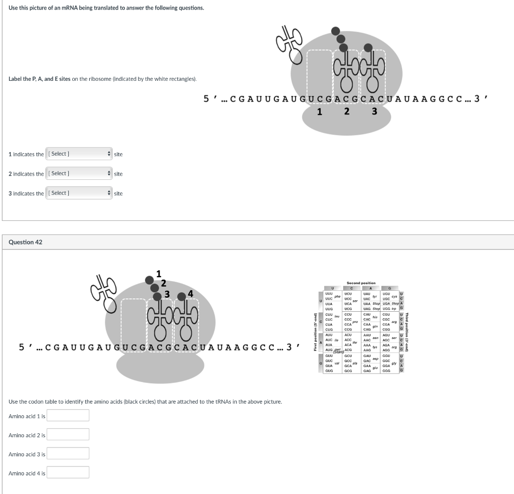 Solved 1. Where does this process (translation) take | Chegg.com