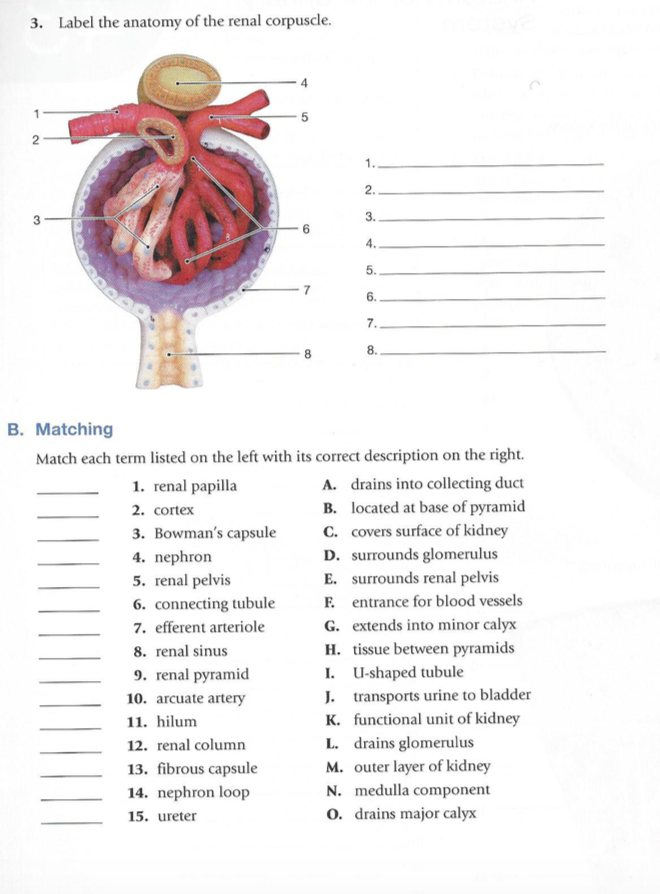 Solved 3. Label the anatomy of the renal corpuscle. 4 2 3 3. | Chegg.com