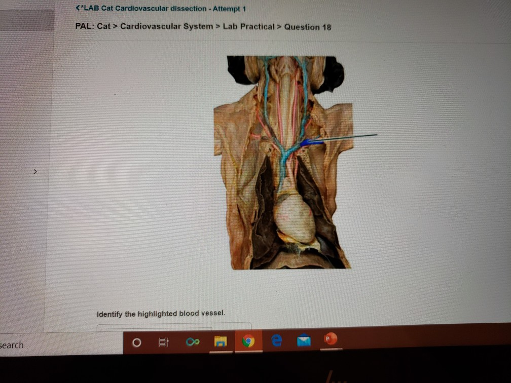 Solved PAL: Cat > Cardiovascular System > Lab Practical > | Chegg.com
