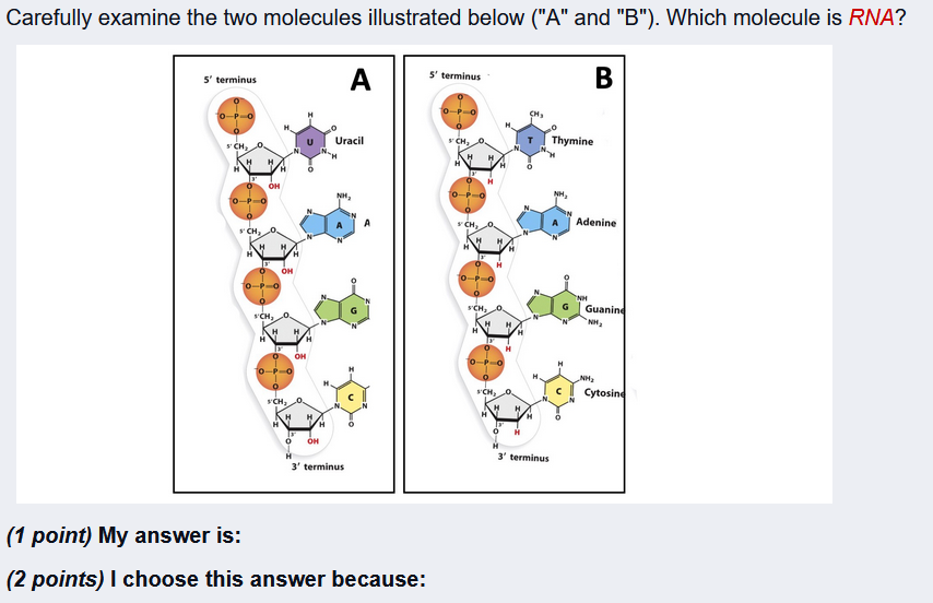 Solved Carefully examine the two molecules illustrated below | Chegg.com