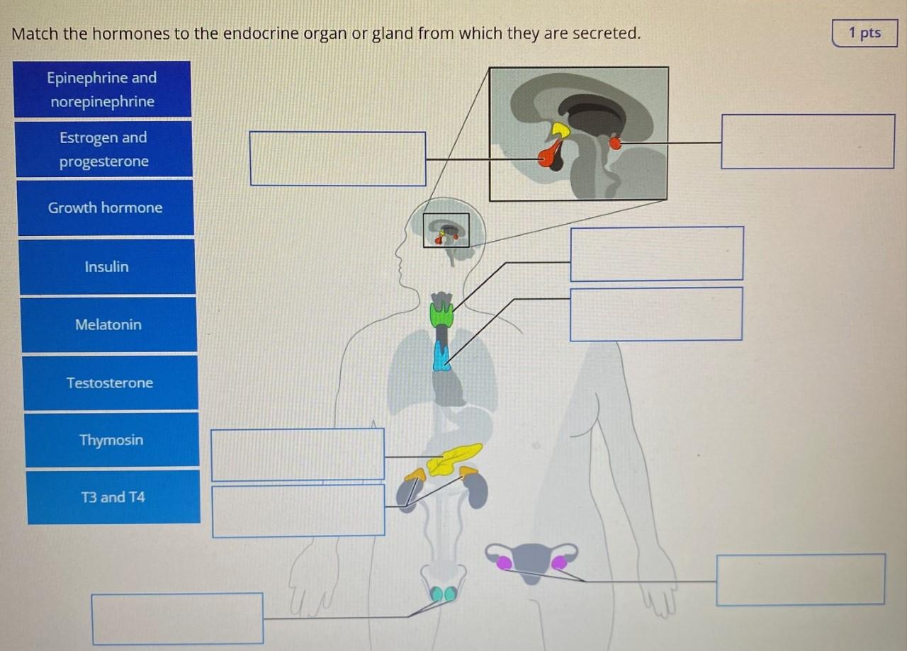 Solved Match the hormones to the endocrine organ or gland | Chegg.com