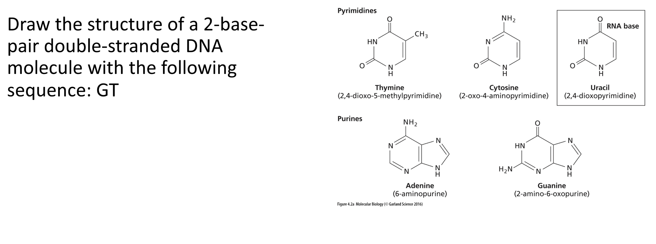 Solved Draw the structure of a 2-base-pair double-stranded | Chegg.com
