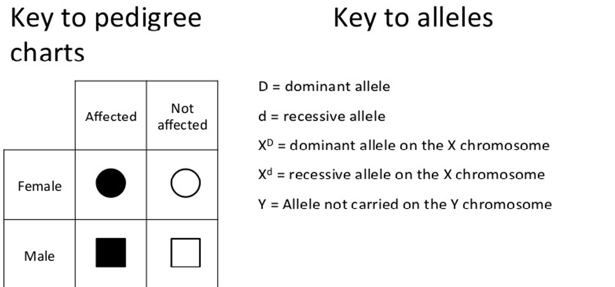 Solved Key to pedigree Key to alleles charts D= dominant | Chegg.com