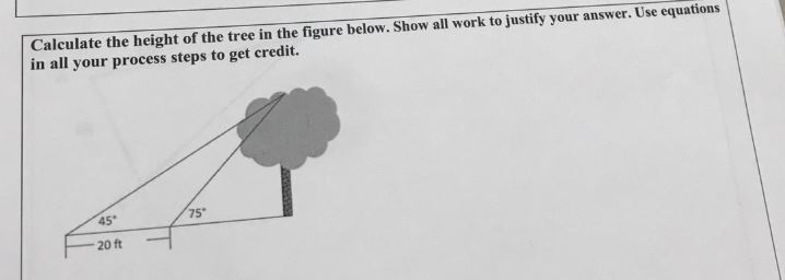Solved Calculate the height of the tree in the figure below. | Chegg.com