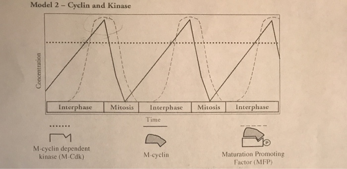 Solved Model 2- Cyclin and Kinase Interphase Mitosis | Chegg.com