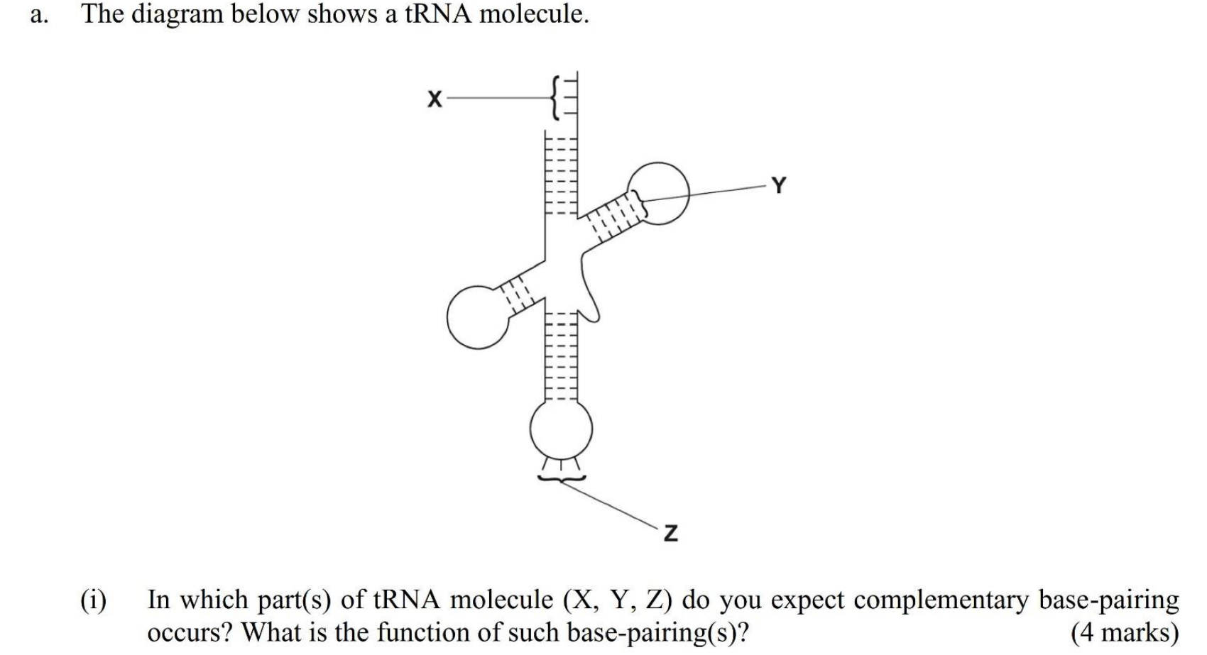 Solved a. The diagram below shows a tRNA molecule. a X Y z | Chegg.com