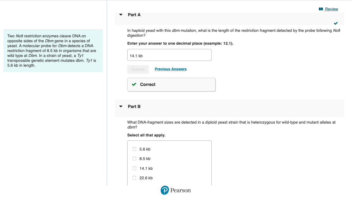 Solved Two Notl restriction enzymes cleave DNA on opposite | Chegg.com