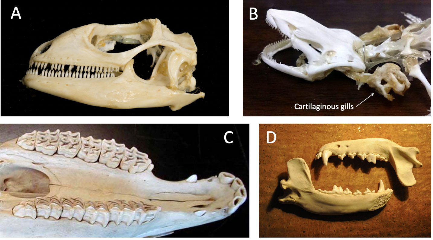 PLEASE ANSWER QUESTIONS BELOW WITH THE ATTACHED | Chegg.com