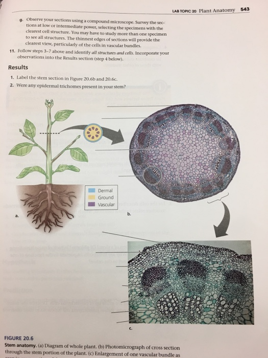 Solved LAB TOPIC 20 Plant Anatomy 543 Observe your sections | Chegg.com