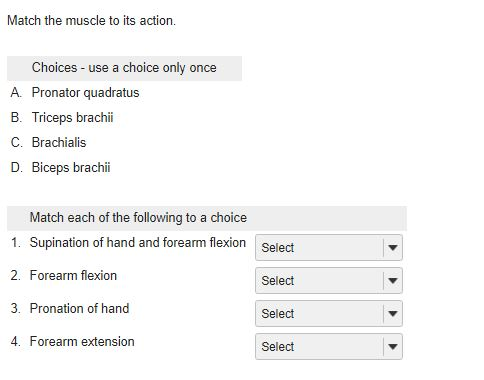 Solved Match the muscle to its action. Choices - use a | Chegg.com
