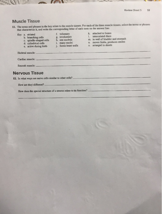 Solved Review Sheet 5 53 Muscle Tissue 11. The terms and | Chegg.com