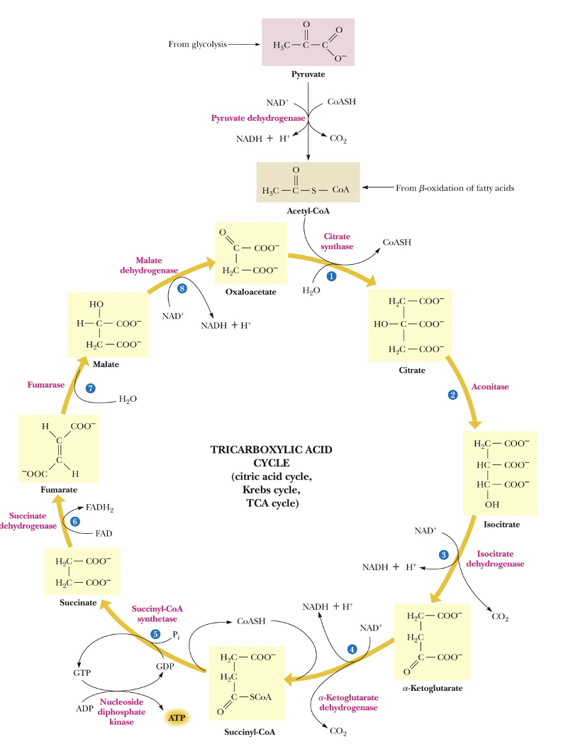 Solved 2. Consider the fate of pyruvate labeled with 14C at | Chegg.com
