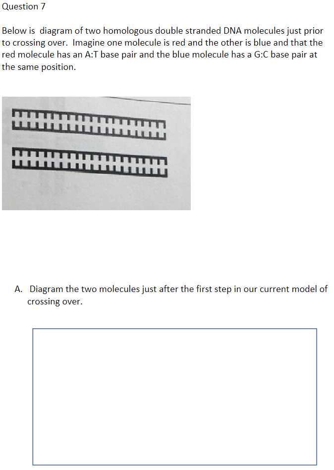 Solved Below is diagram of two homologous double stranded | Chegg.com