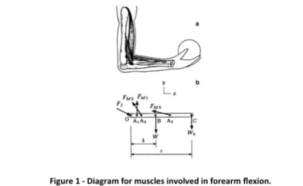 Solved AM FA FMS Wo Figure 1 Diagram for muscles involved in | Chegg.com