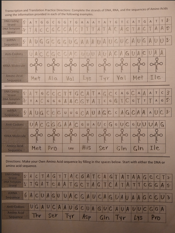 Solved Transcription and Translation Practice Directions: | Chegg.com