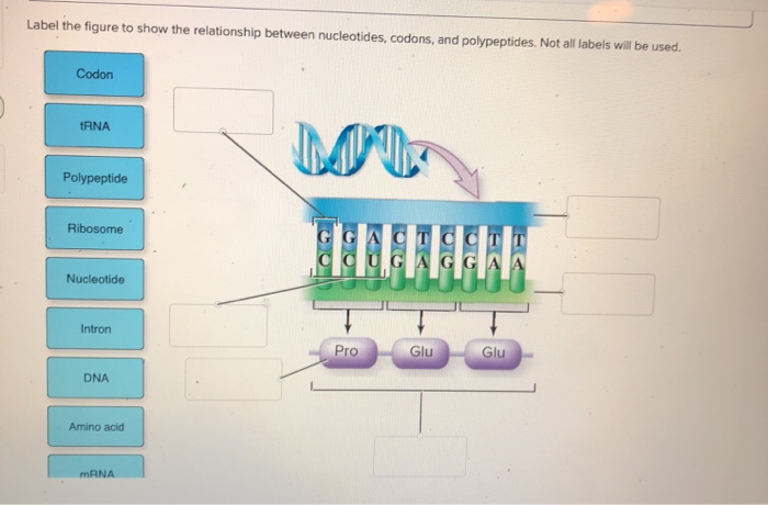 Solved Label the figure to show the relationship between | Chegg.com