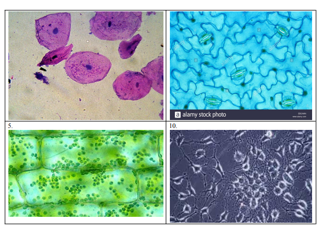 Solved Part 1 Directions: - Look at the pictures of cells | Chegg.com