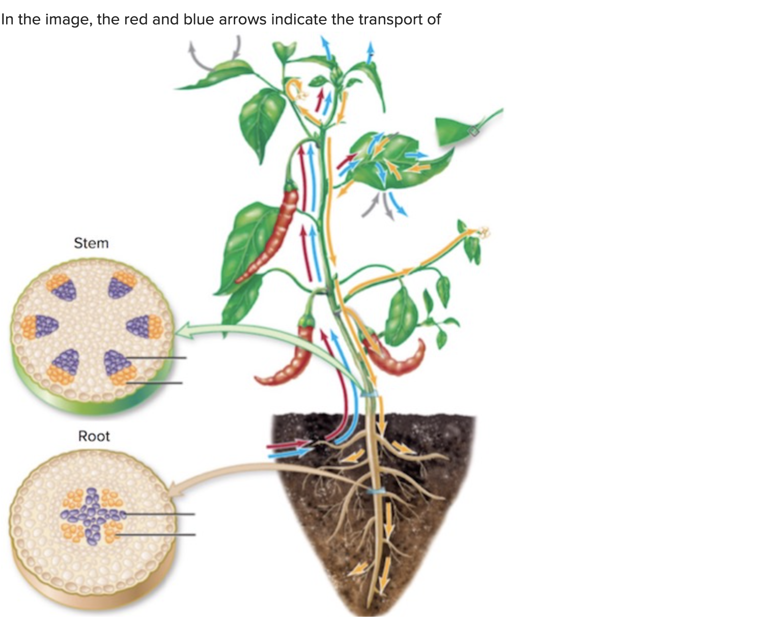 Solved In the image, the red and blue arrows indicate the | Chegg.com