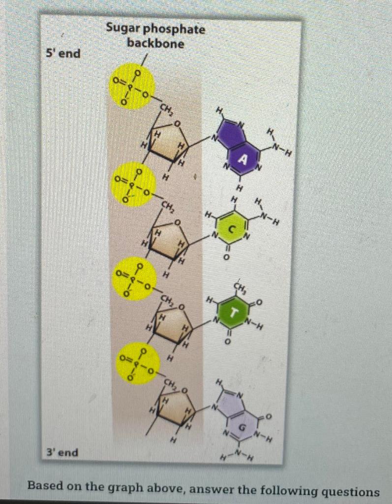 Solved Sugar phosphate backbone 5' end CHE H н CH2 ĆN, N-H | Chegg.com