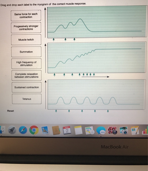 Solved Drag and drop each label to the myogram of the | Chegg.com