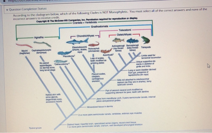 Solved the options are Chondrichthyes Agnatha Osteichthyes | Chegg.com