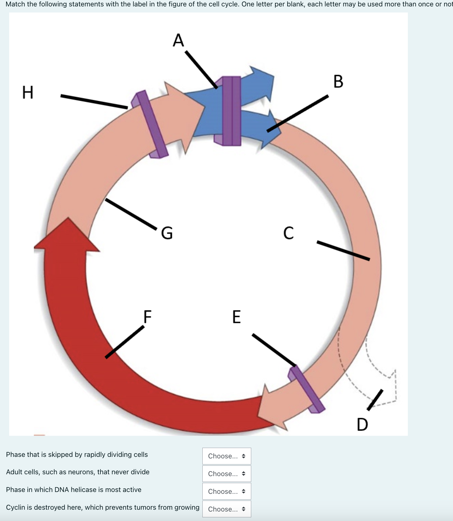Solved Phase that is skipped by rapidly dividing cells Adult | Chegg.com