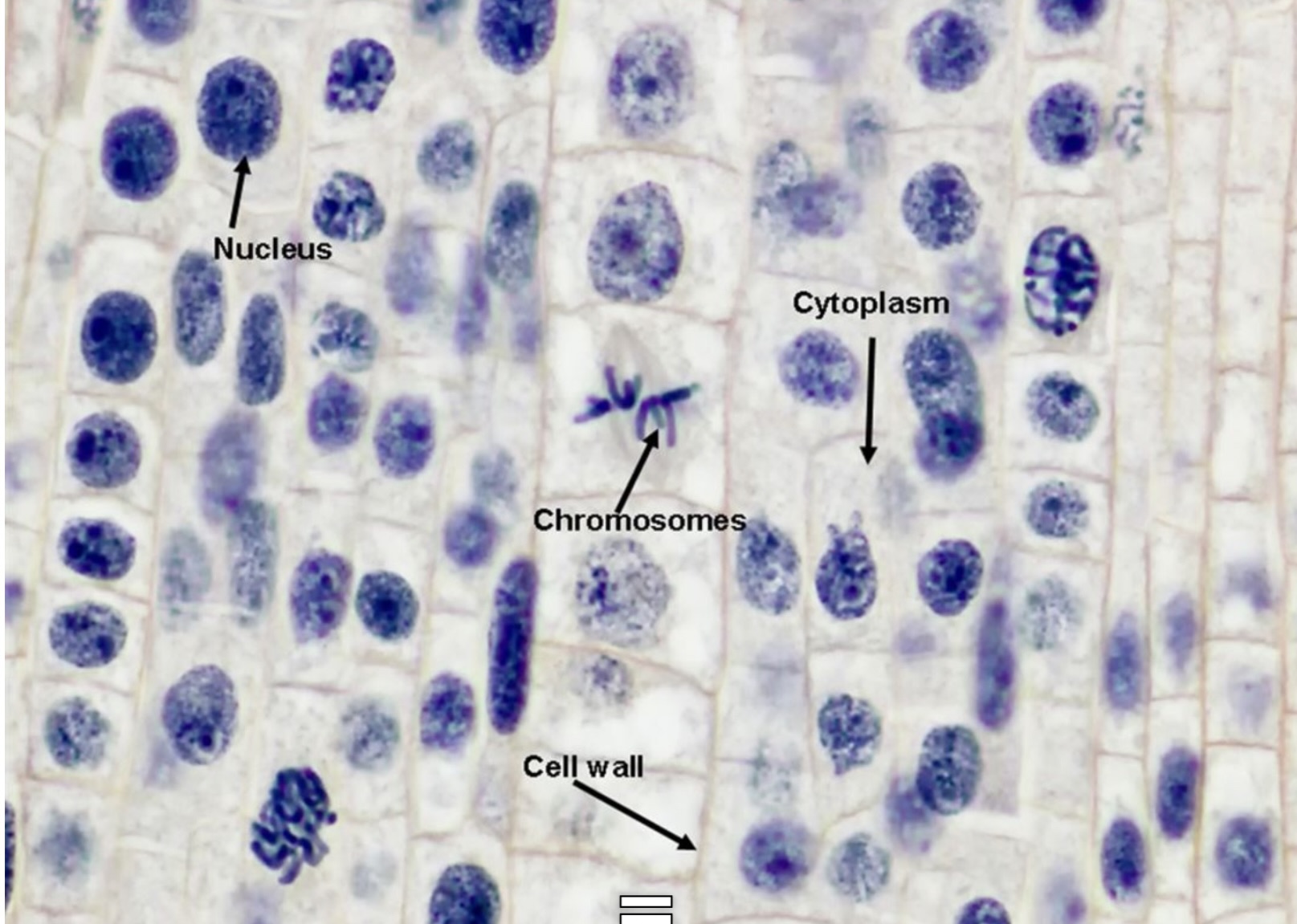 Solved Part 1: Calculating Time Spent in Each Cell Cycle | Chegg.com
