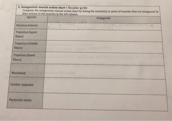 Agonist And Antagonist Muscles Chart