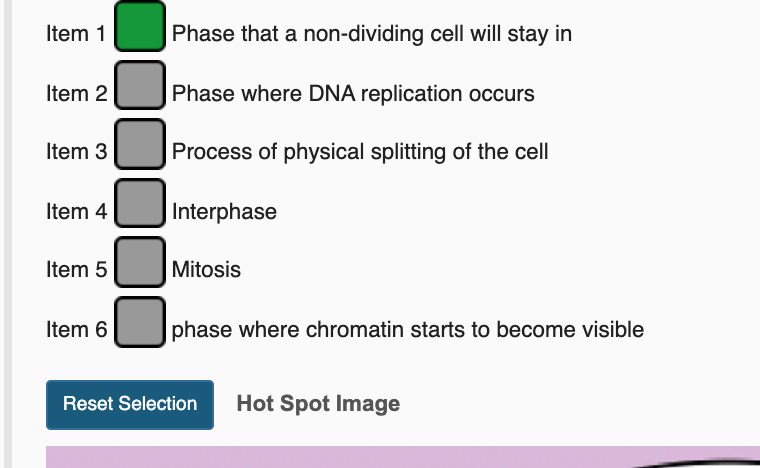 Solved 04 02 Item 1 Phase that a non-dividing cell will | Chegg.com