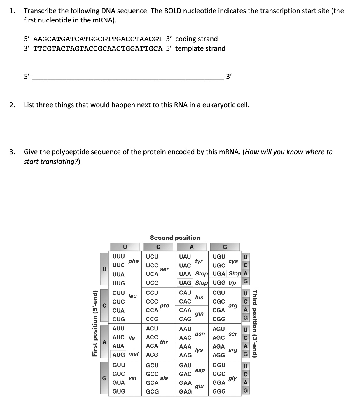 Solved Transcribe the following DNA sequence. The BOLD | Chegg.com