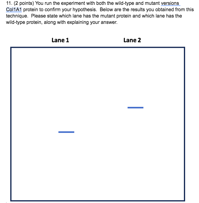 Solved 11. ( 2 points) You run the experiment with both the | Chegg.com