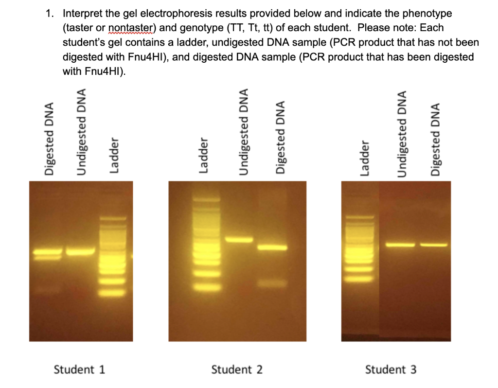 Solved 1. Interpret the gel electrophoresis results provided | Chegg.com