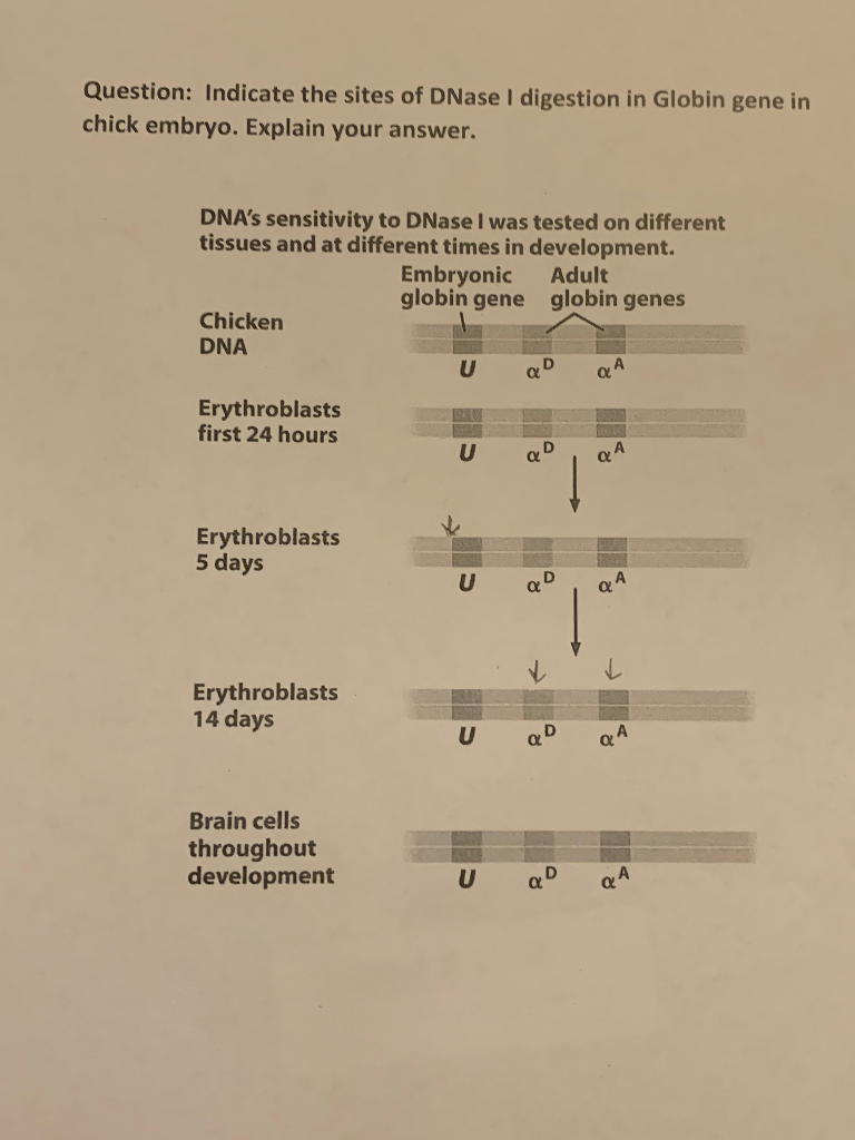 Solved Question: Indicate the sites of DNase I digestion in | Chegg.com