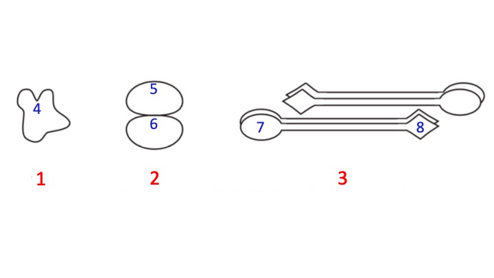 Below are schematic diagrams of the protein building | Chegg.com
