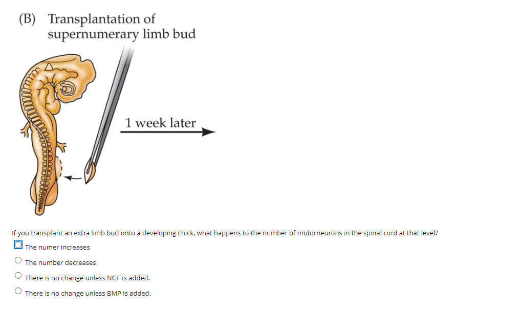 Solved (B) Transplantation of supernumerary limb bud 1 week | Chegg.com