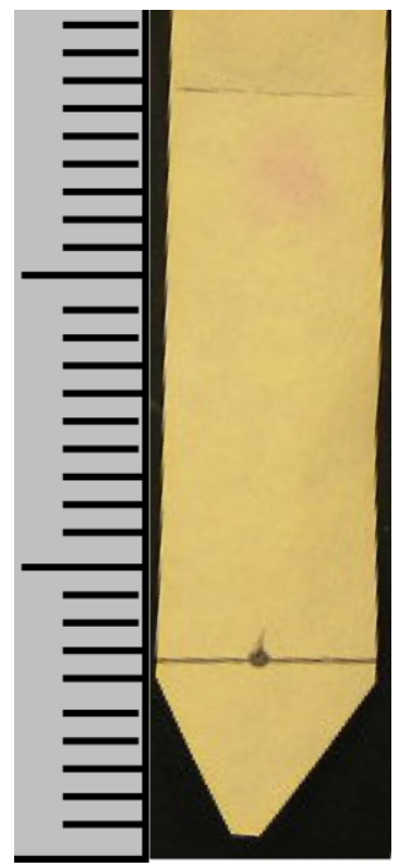 Solved Calculate the Rf value for the amino acid seen on | Chegg.com