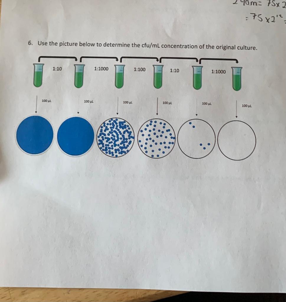 Solved 6. Use the picture below to determine the cfu/mL | Chegg.com