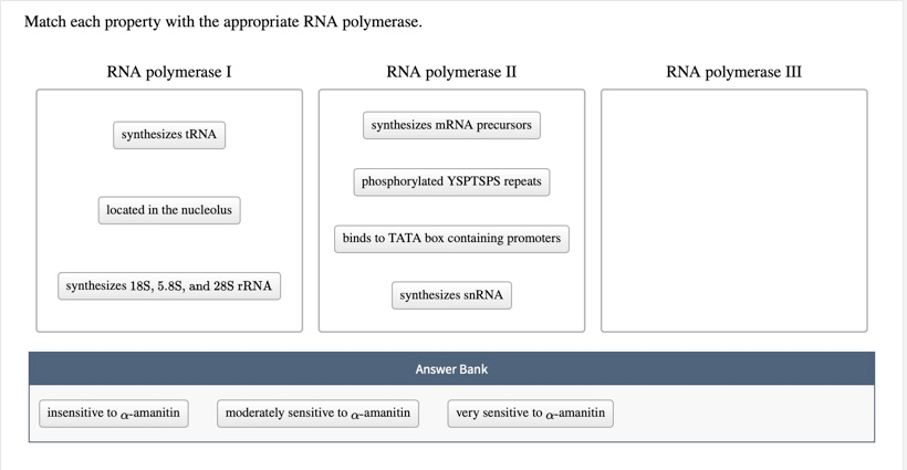 Solved Match each property with the appropriate RNA | Chegg.com