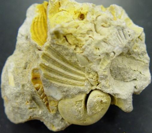 Solved Activity 6.6 Hand Sample Analysis and Interpretation | Chegg.com