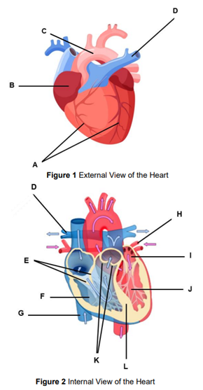 Solved Figure 1 External View of the Heart Figure 2 Internal | Chegg.com