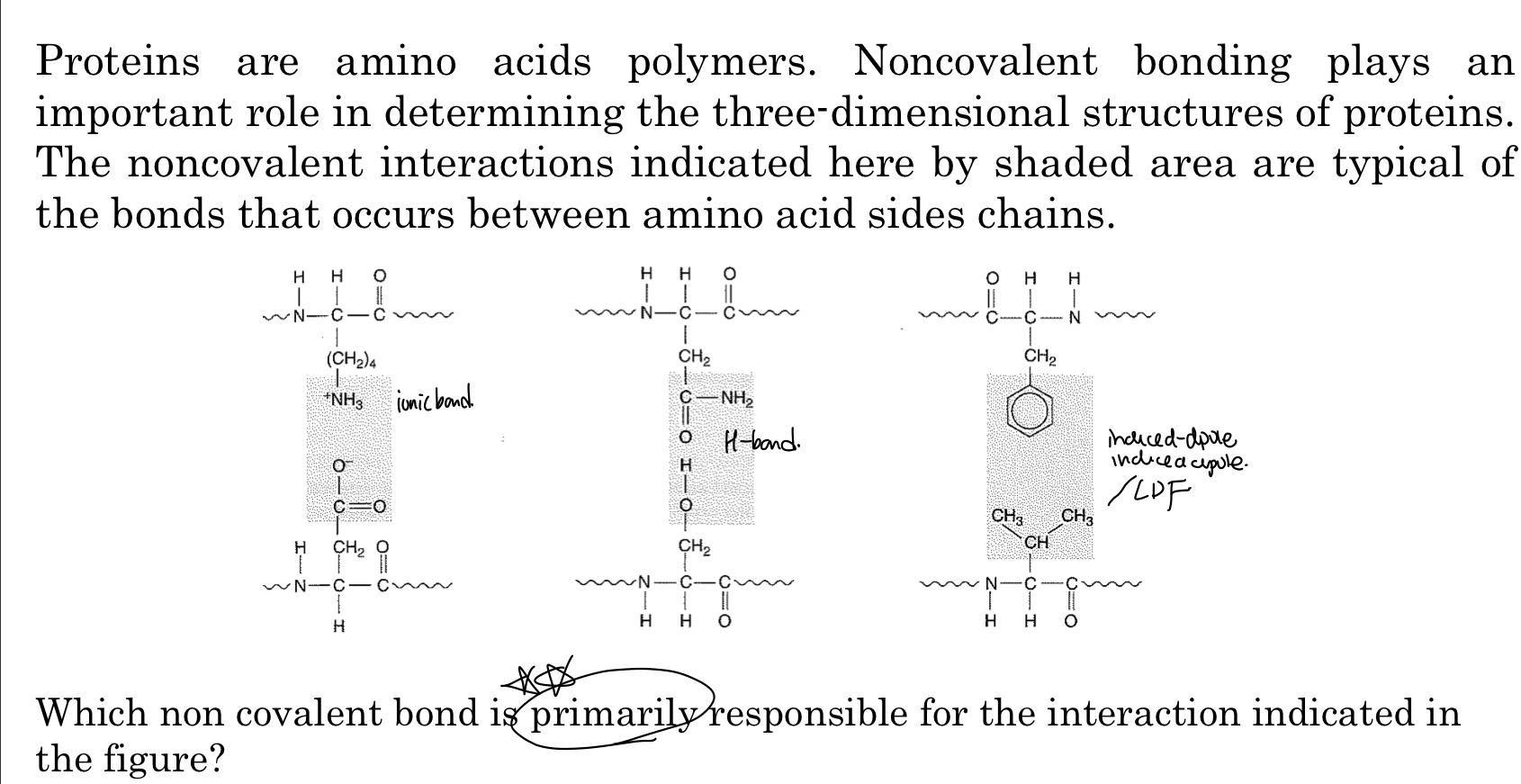 Solved proteins are amino acid polymers. Noncovalent bonding | Chegg.com