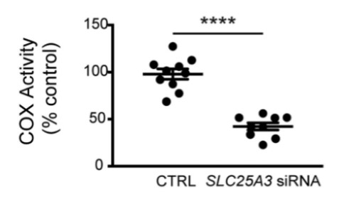 Solved SLC25A3 is the mammalian mitochondrial phosphate | Chegg.com