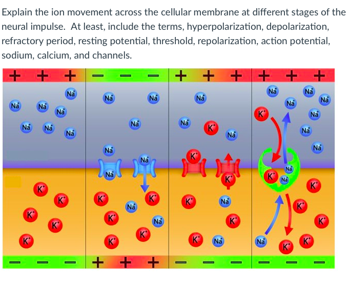 Solved Explain the ion movement across the cellular membrane | Chegg.com