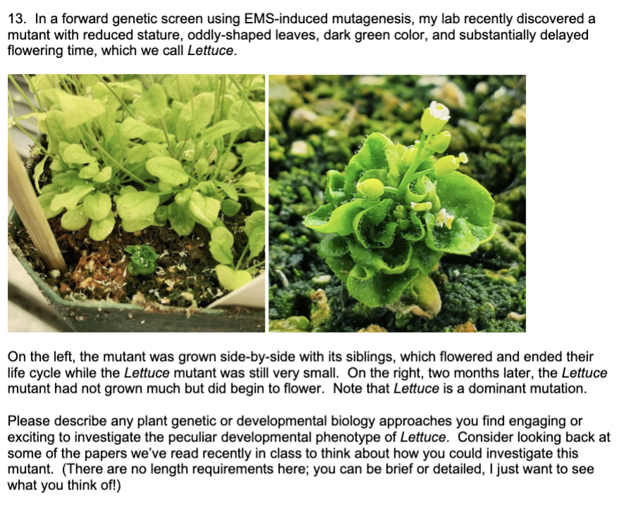 Solved 13. In a forward genetic screen using EMS-induced | Chegg.com