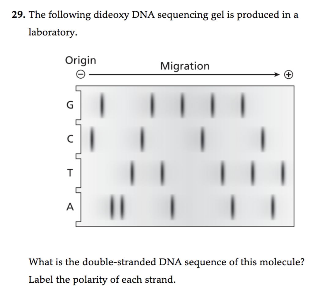 Solved 29. The following dideoxy DNA sequencing gel is | Chegg.com