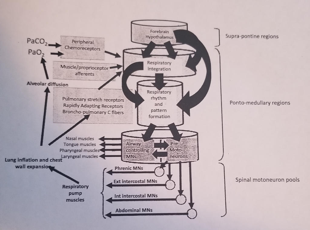 Forebrain Hypothalamus Supra-pontine regions PaCO2. | Chegg.com