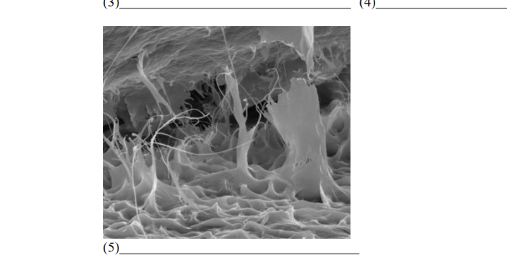 Solved Fill the blank spaces of the incomplete sentences | Chegg.com
