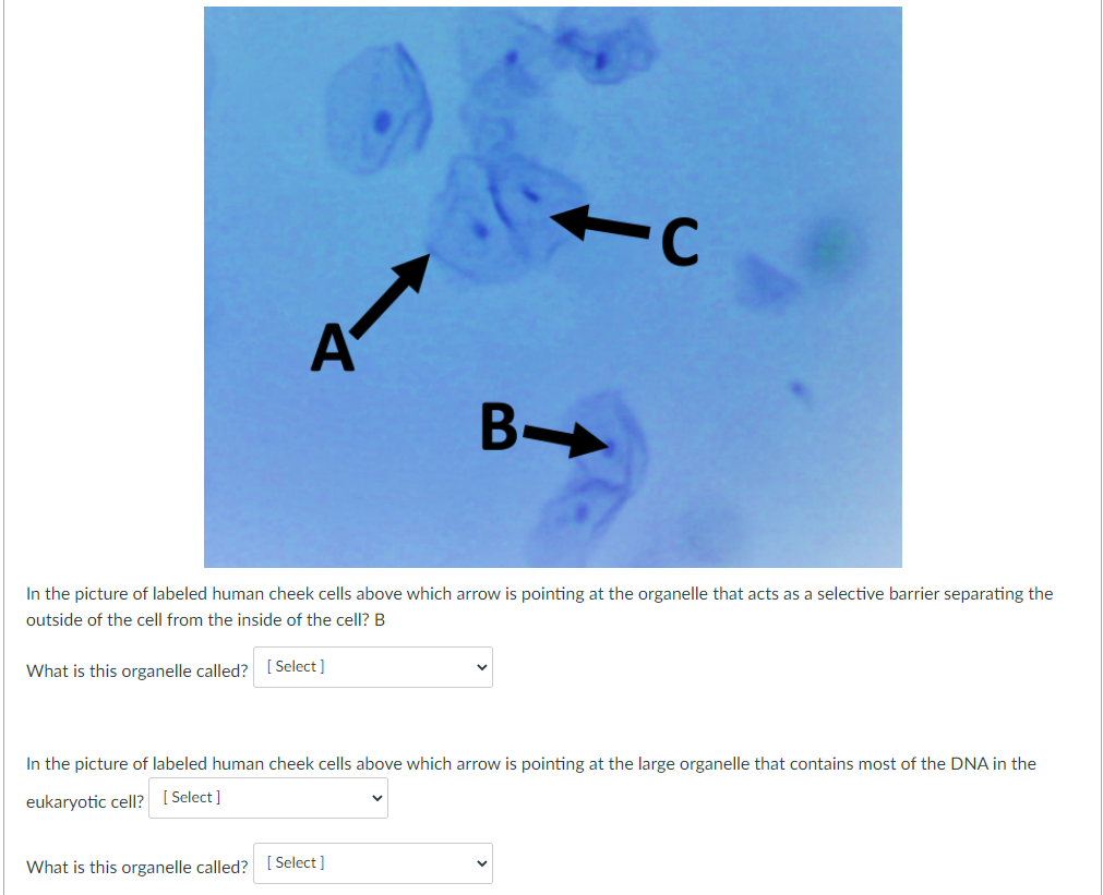 Solved Human Cheek Cells Animals are multicellular organisms | Chegg.com