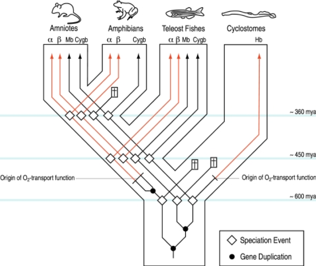 Solved According to the gene phylogeny above, the | Chegg.com